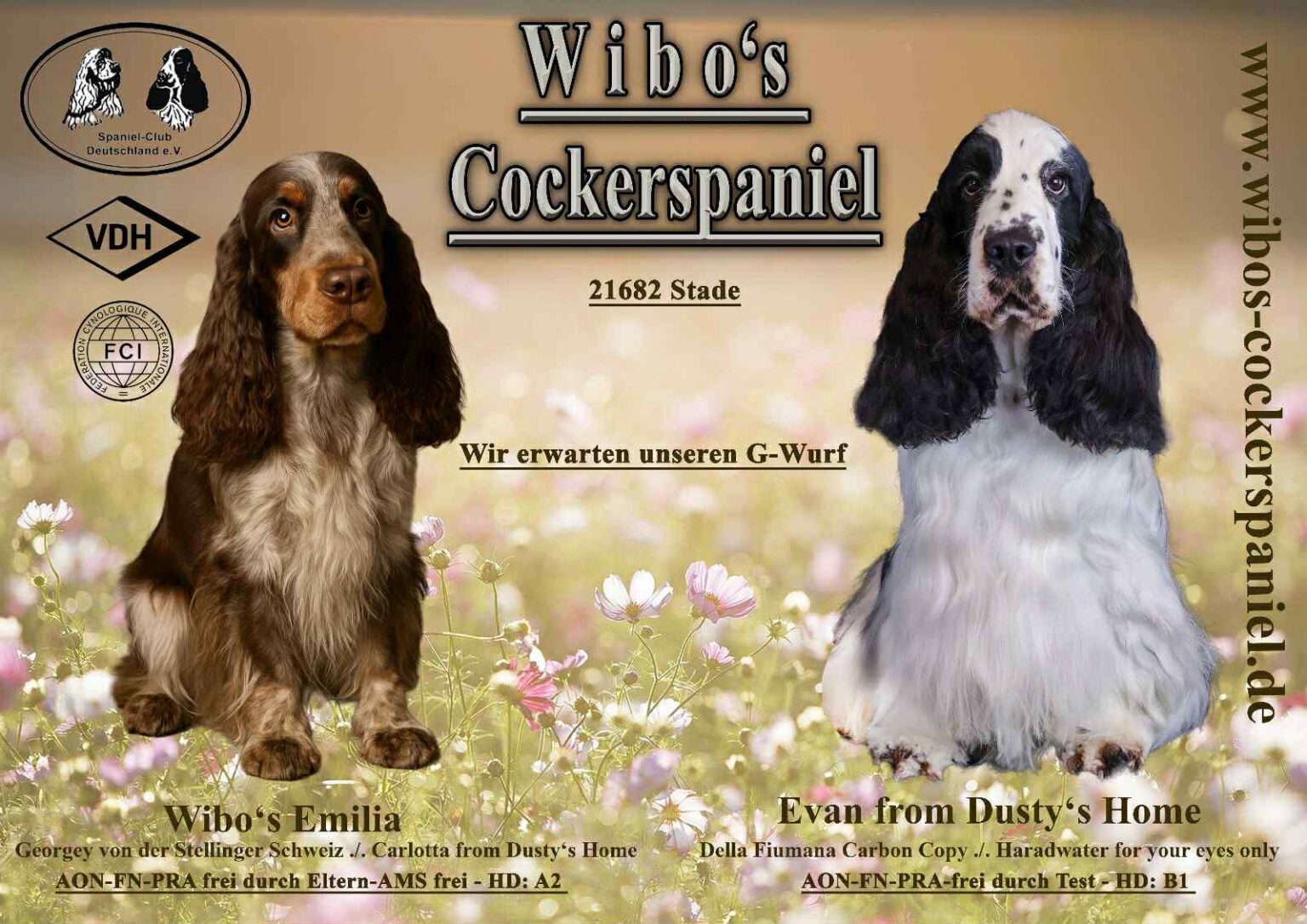 G-Wurf – Wibo's Cocker Spaniel